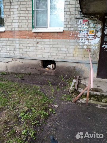 Животные