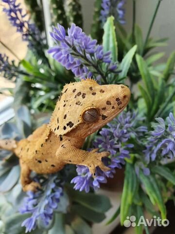 Реснитчатый бананоед далматин