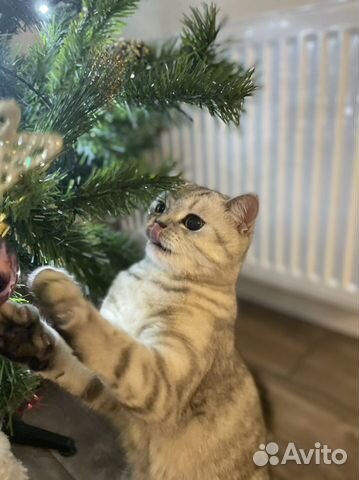 Шотландская кошка ищет себе красавца