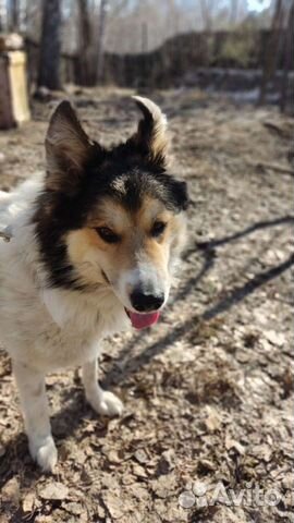 Пёс Рой ищет дом