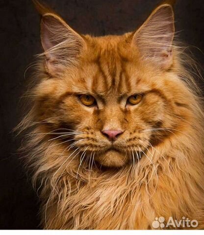 Рыжее солнце