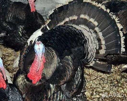 Индюки северокавказские бронзовые