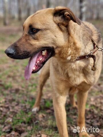 Лео грустит и мало ест в приюте