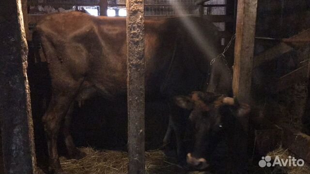 Джерсейская корова