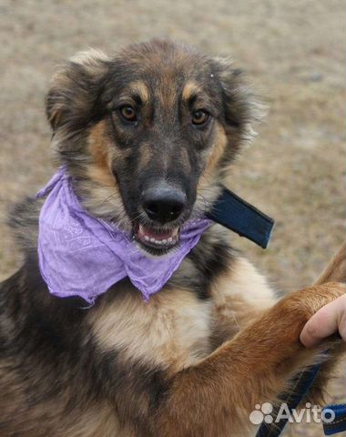 Щенка хотели усыпить