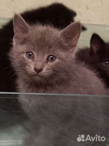 Кошечка 1 месяц в добрые руки