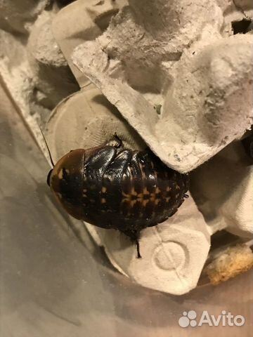 Таракан архимандрит, нимфы (почти 12 месяцев)