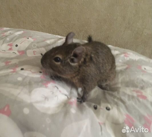 Бельчата дегу