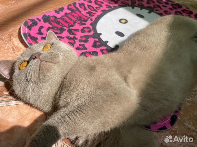 Пепельная британка