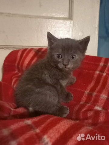Котята в хорошие руки
