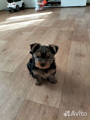 Йоркширский терьер