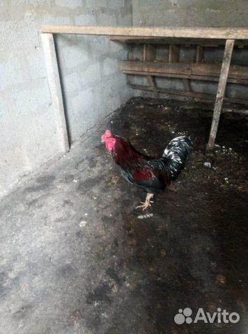 Молодой деревенский петух