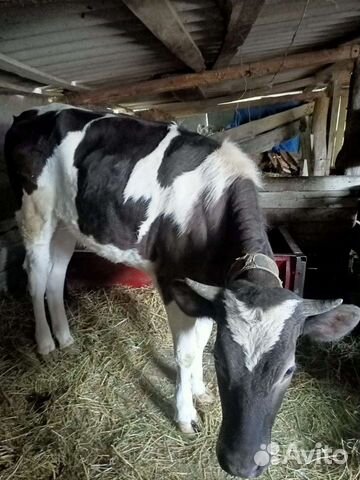 Телка 1 год 4 месяца