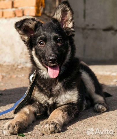 Щенок в добрые руки