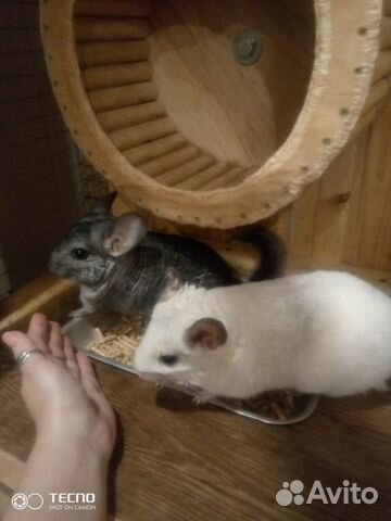 Шиншиллы с клеткой