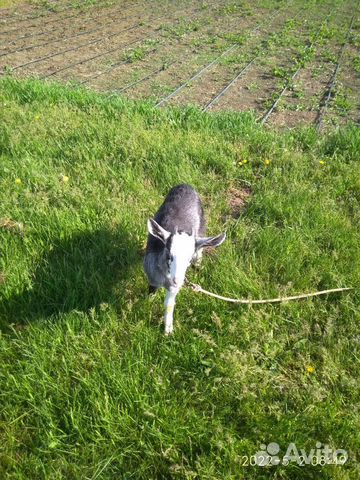 Домашние животные