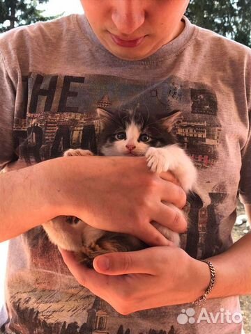 Котята в добрые руки бесплатно