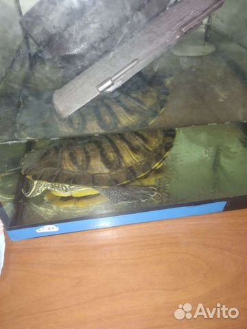 Отдам в хорошие руки черепаху