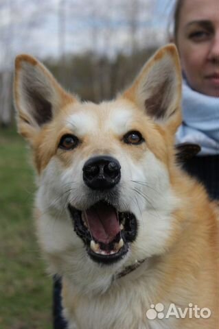 Патрику отрубили нос живодёры