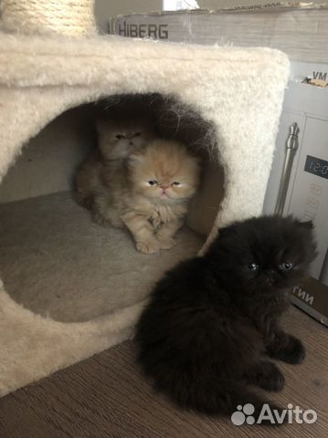 Котики экзотики