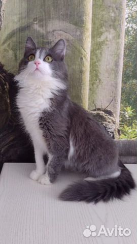 Стерилизованная Люсечка ищет дом