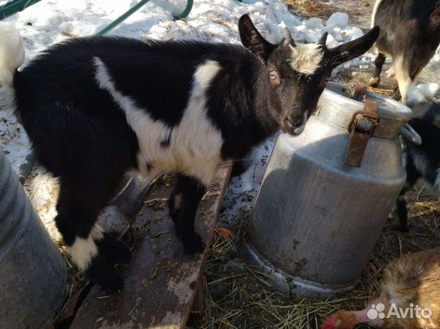 Процентная альпийка