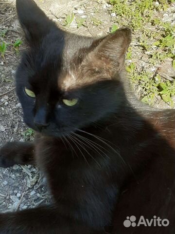 Необыкновенно ласковая