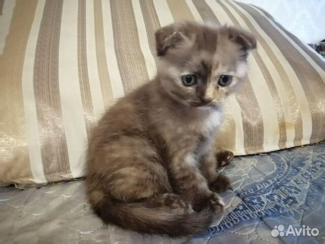 Шотландская кошечка