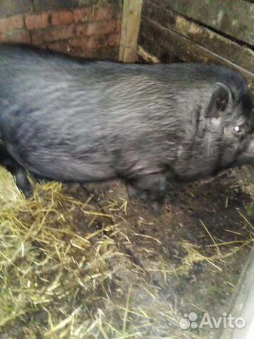 Вьетнамский вислобрюхий хряк