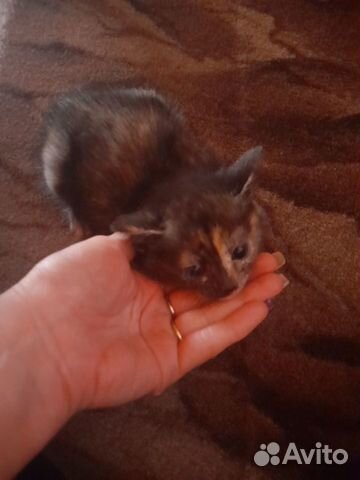 Прекрасные котятки