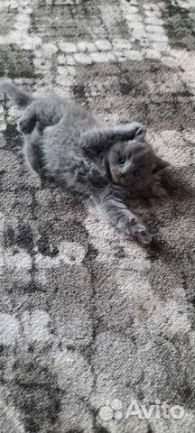 Самые милые котятки