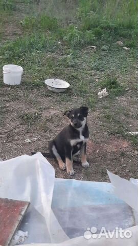 В добрые руки