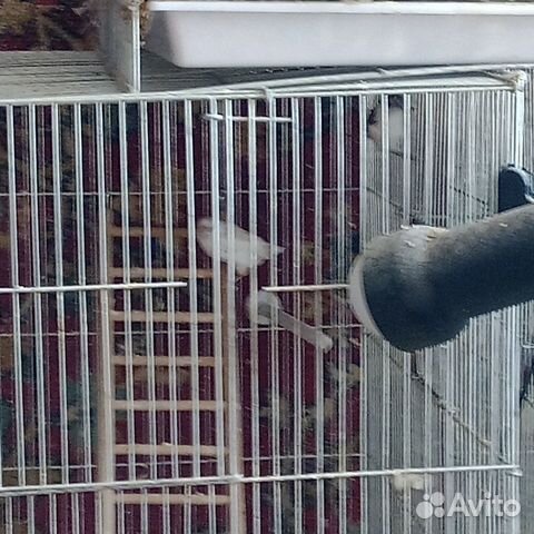 Амадины гульда и Японские