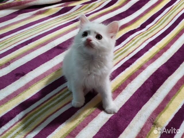 Котенок девочка