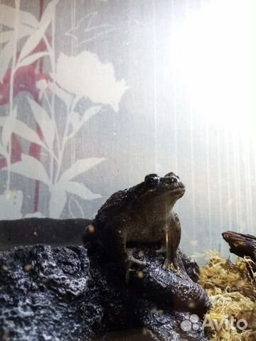 Пуштунская жаба (bufo batura)