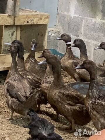 Инкубационное яйцо утки Хаки Кэмпбелл