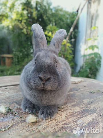 Кролики на племя