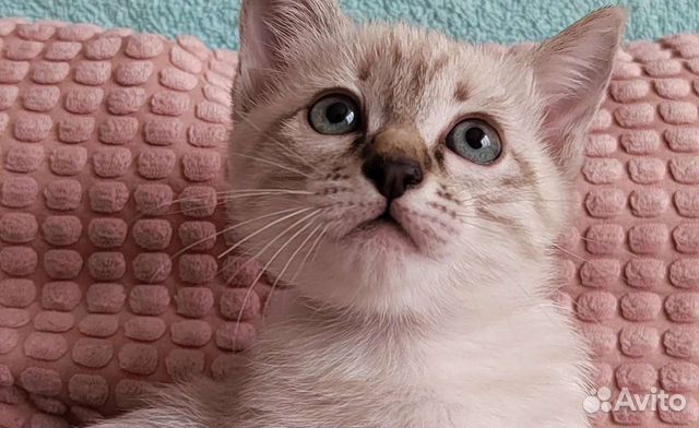 Меконгский бобтейл