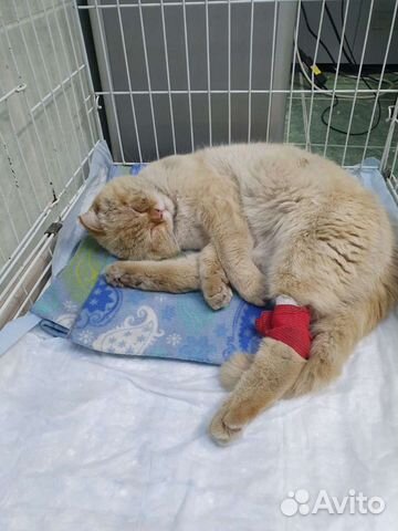 Отдам кота в добрые руки