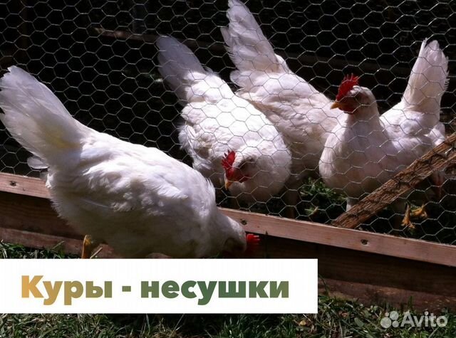 Куры несушки молодки