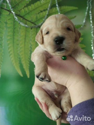 Породистые щенки золотистого ретривера