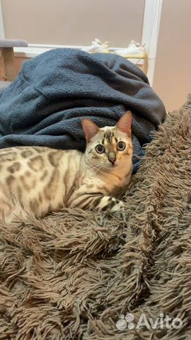 Бенгальская кошка