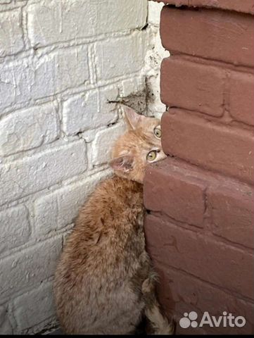 Кот со сломанной челюстью