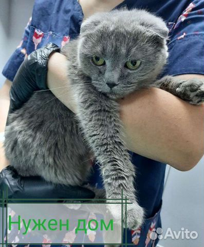 Шотландская кошка бесплатно