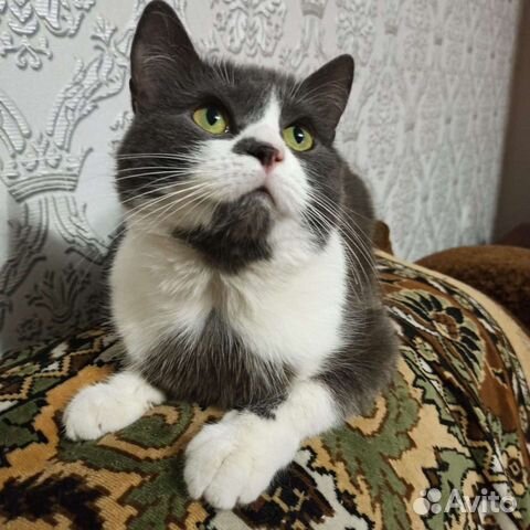 Кошка фенотип британочка ищет дом