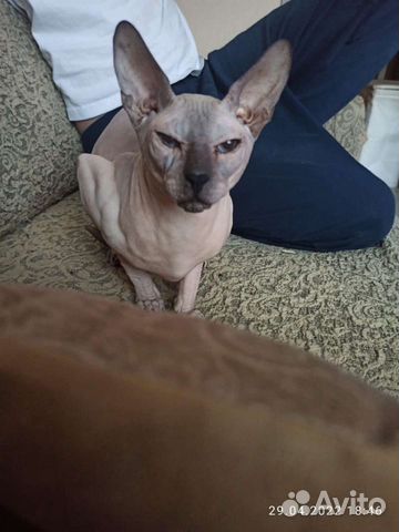 Донской сфинкс кот