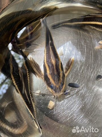 Сом платидорас