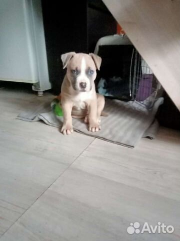 Стафф, 31.03.2022, мальчик