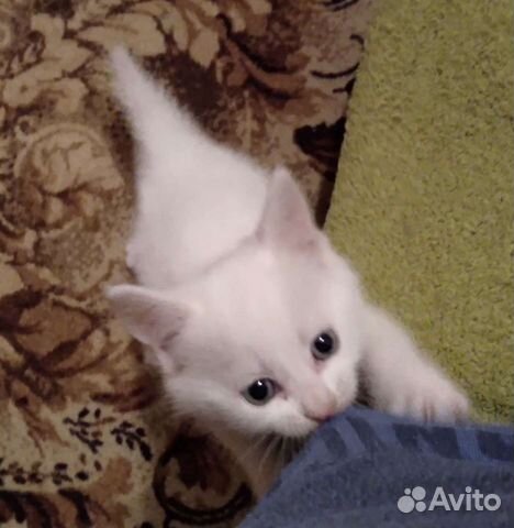 Белый пушистый котенок(девочка)
