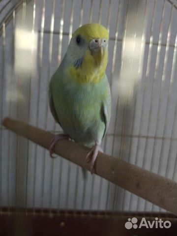 Волнистый попугай самка